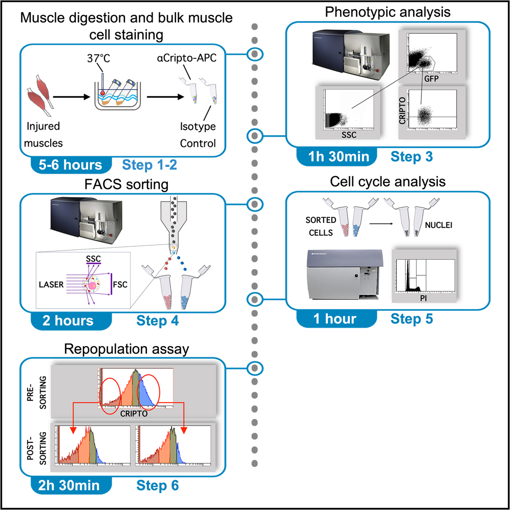 Cell Press: STAR Protocols