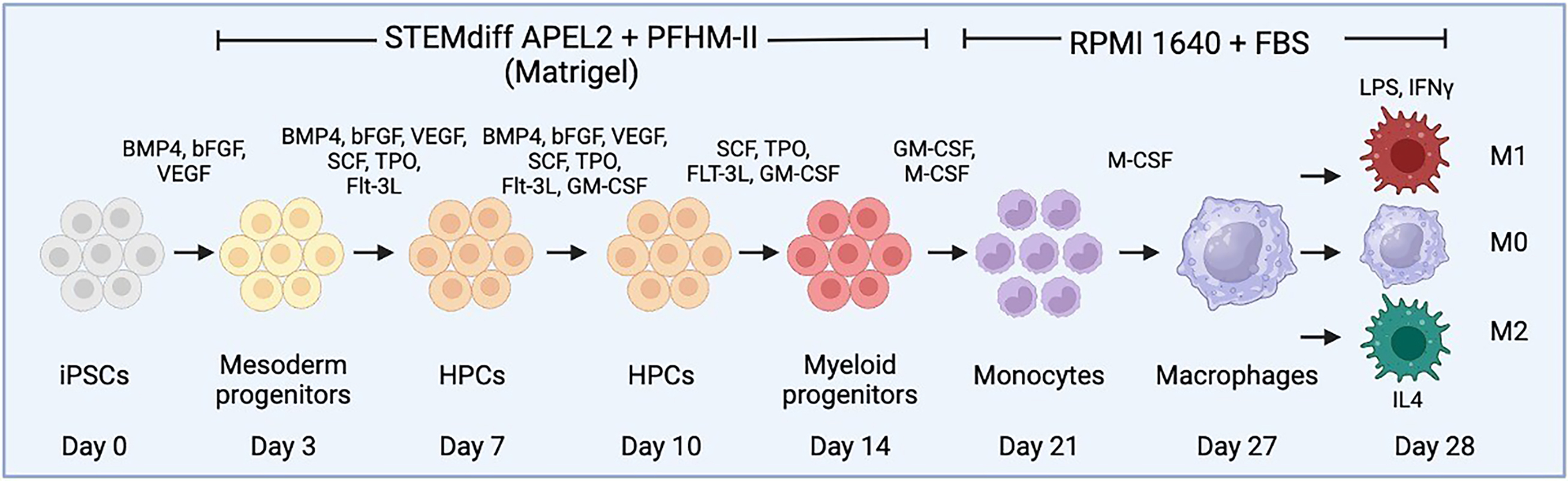 Cell Press: STAR Protocols