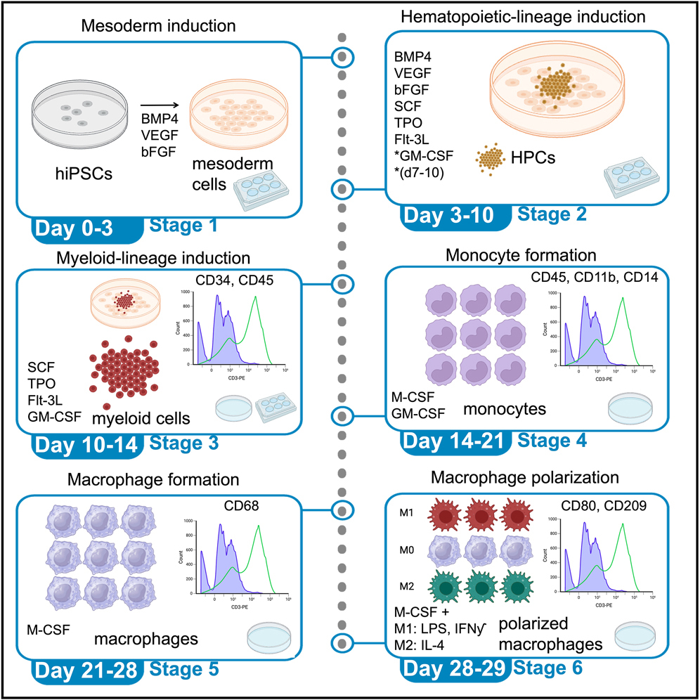Cell Press: STAR Protocols