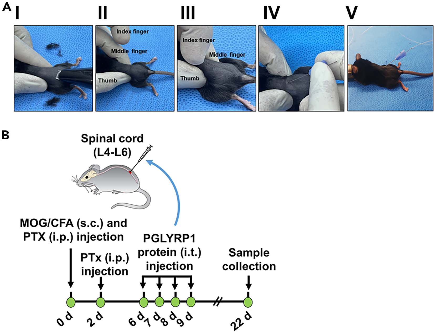 Cell Press: STAR Protocols