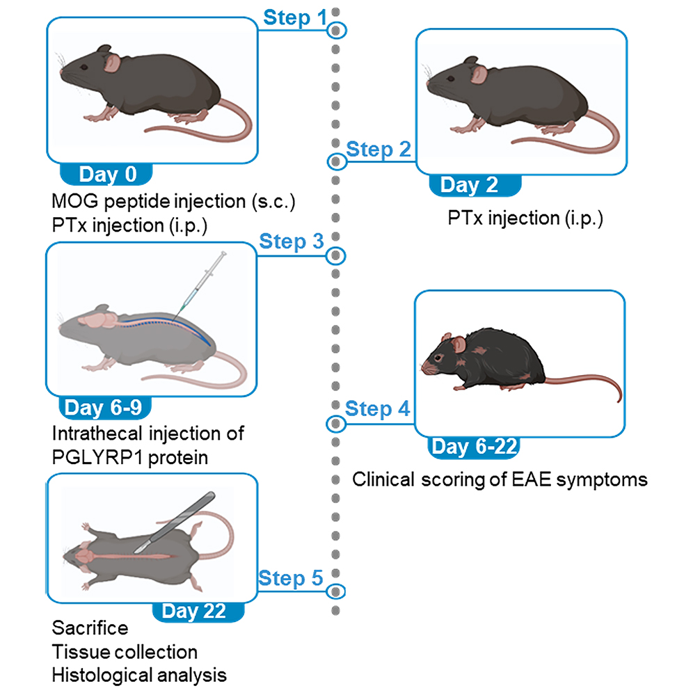Cell Press: STAR Protocols