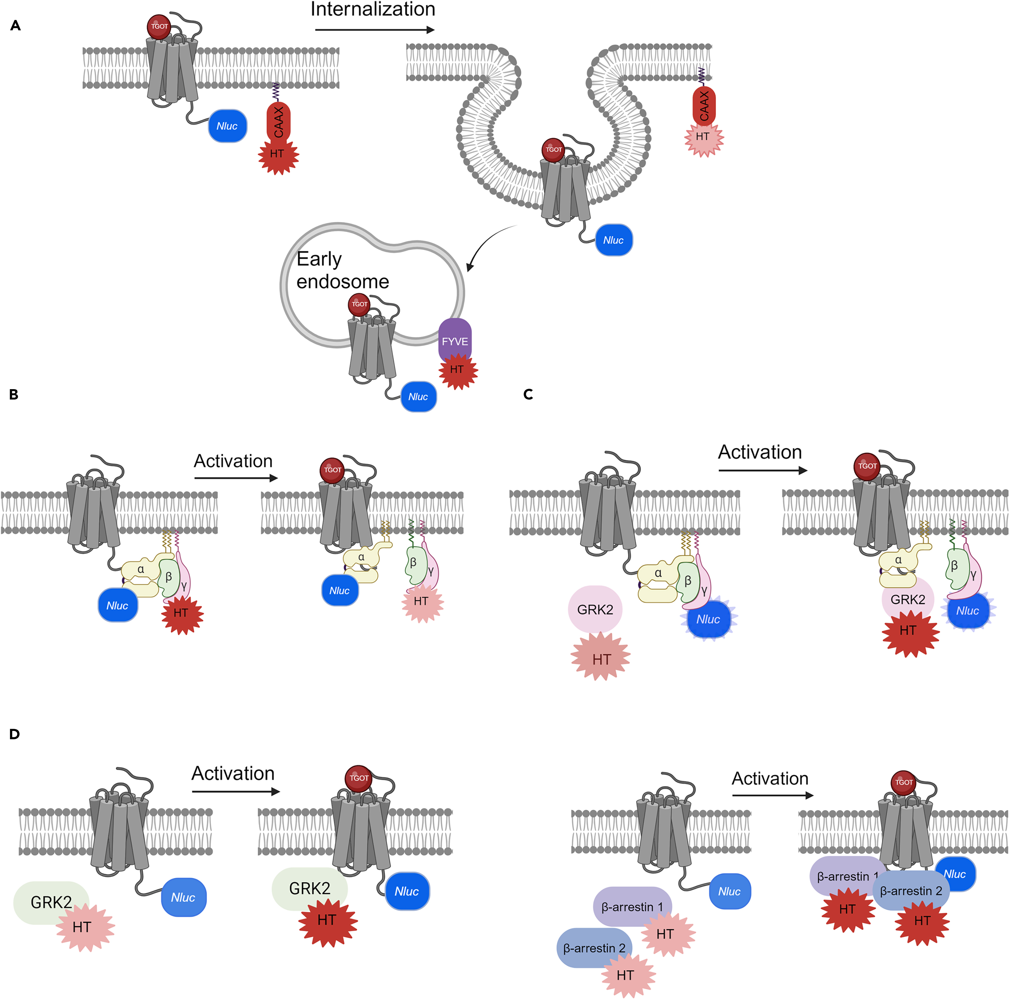 Cell Press: STAR Protocols