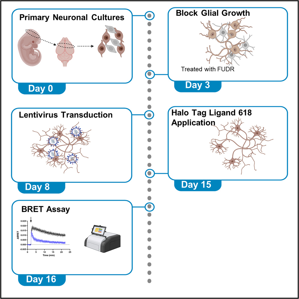 Cell Press: STAR Protocols