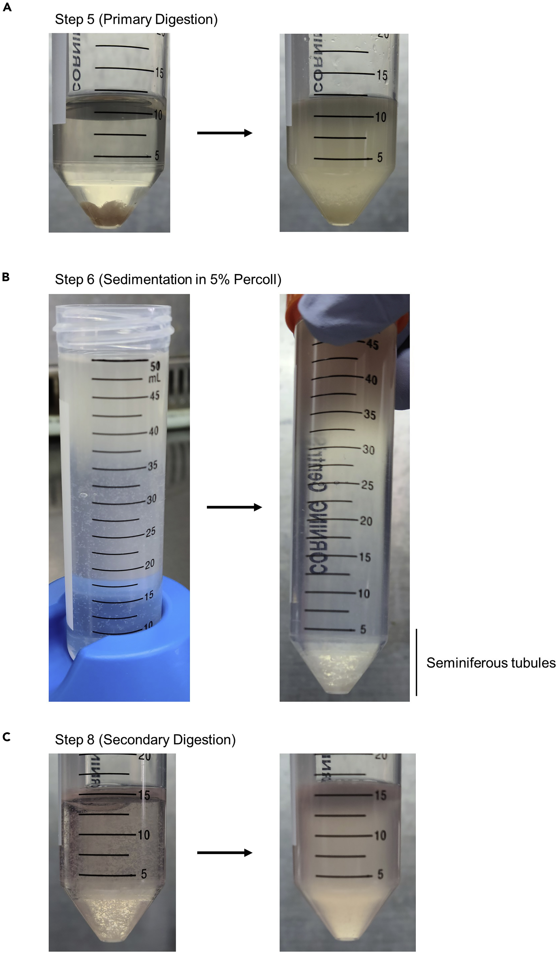 Cell Press: STAR Protocols