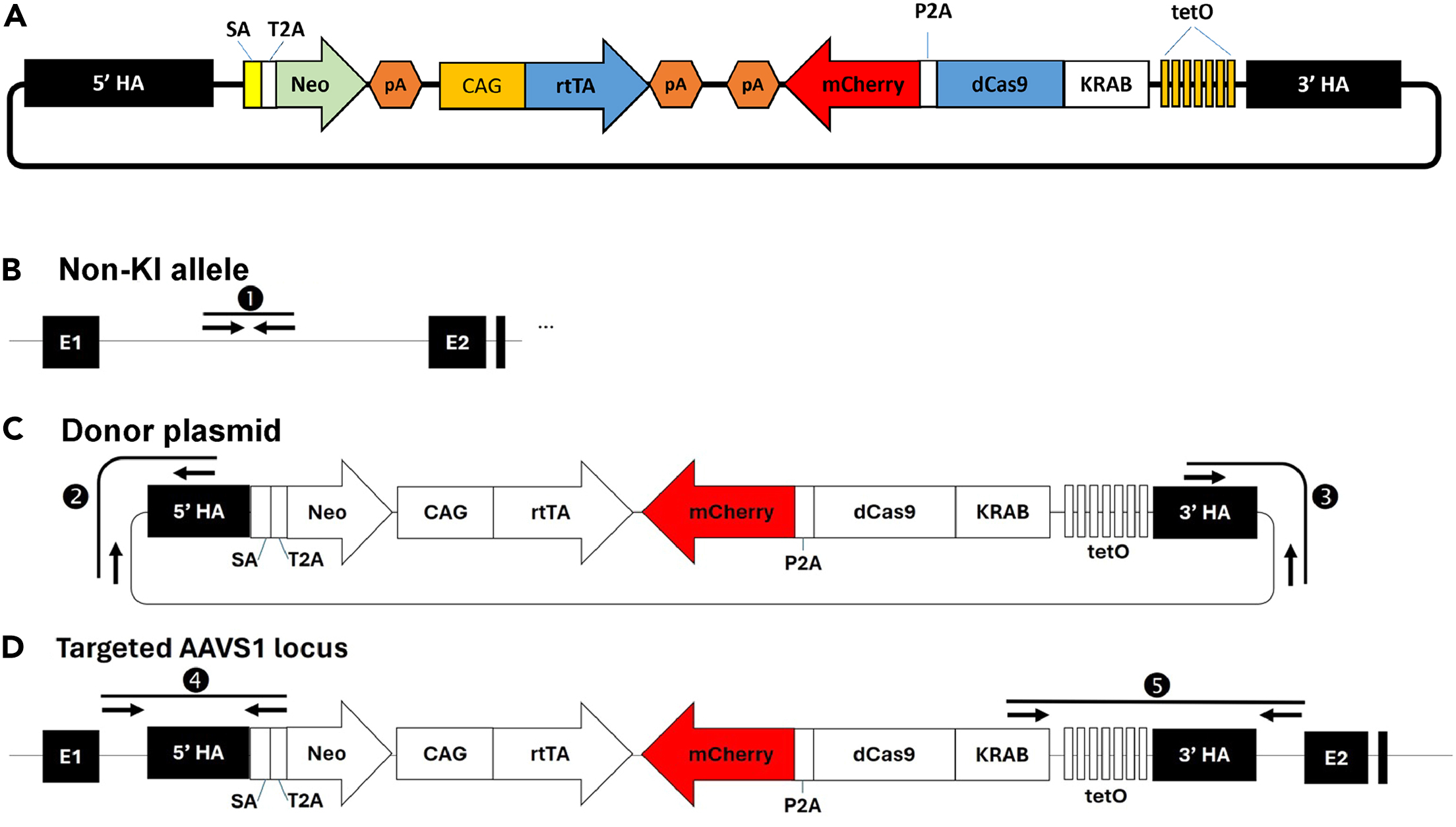 Cell Press: STAR Protocols
