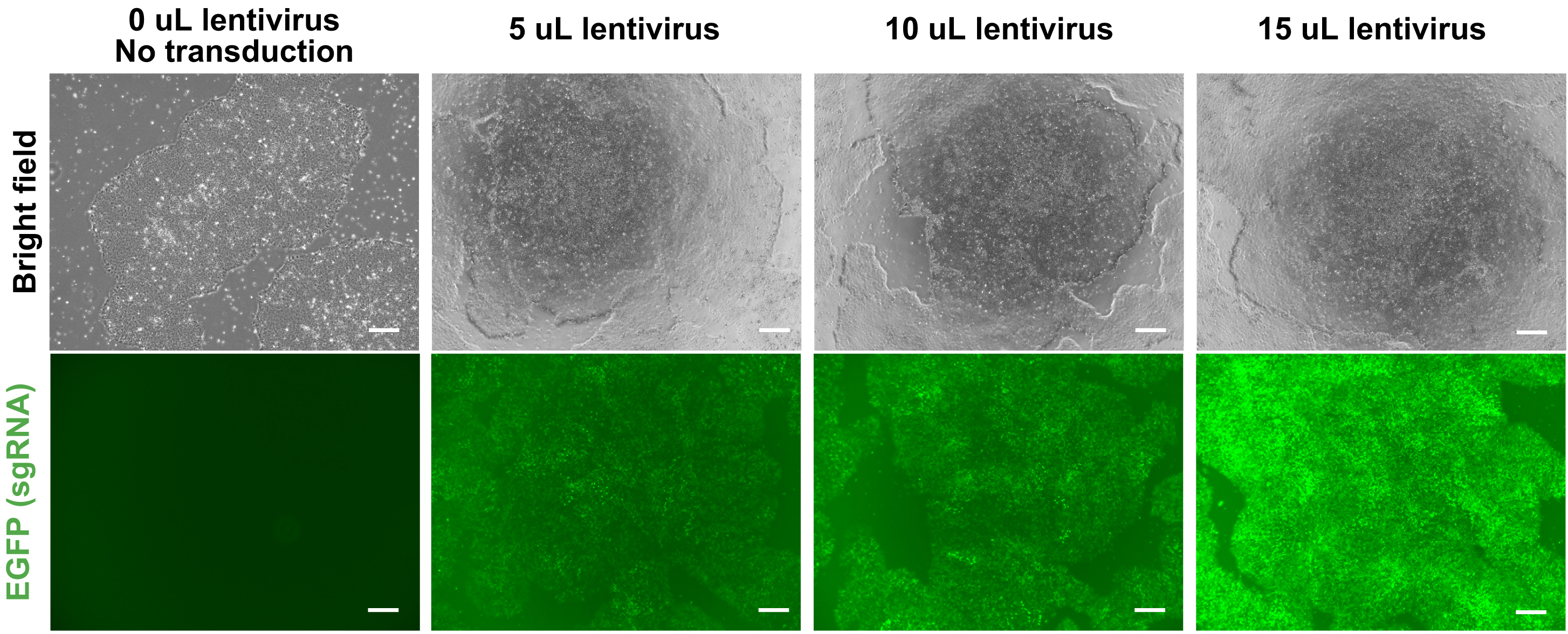 Cell Press: STAR Protocols