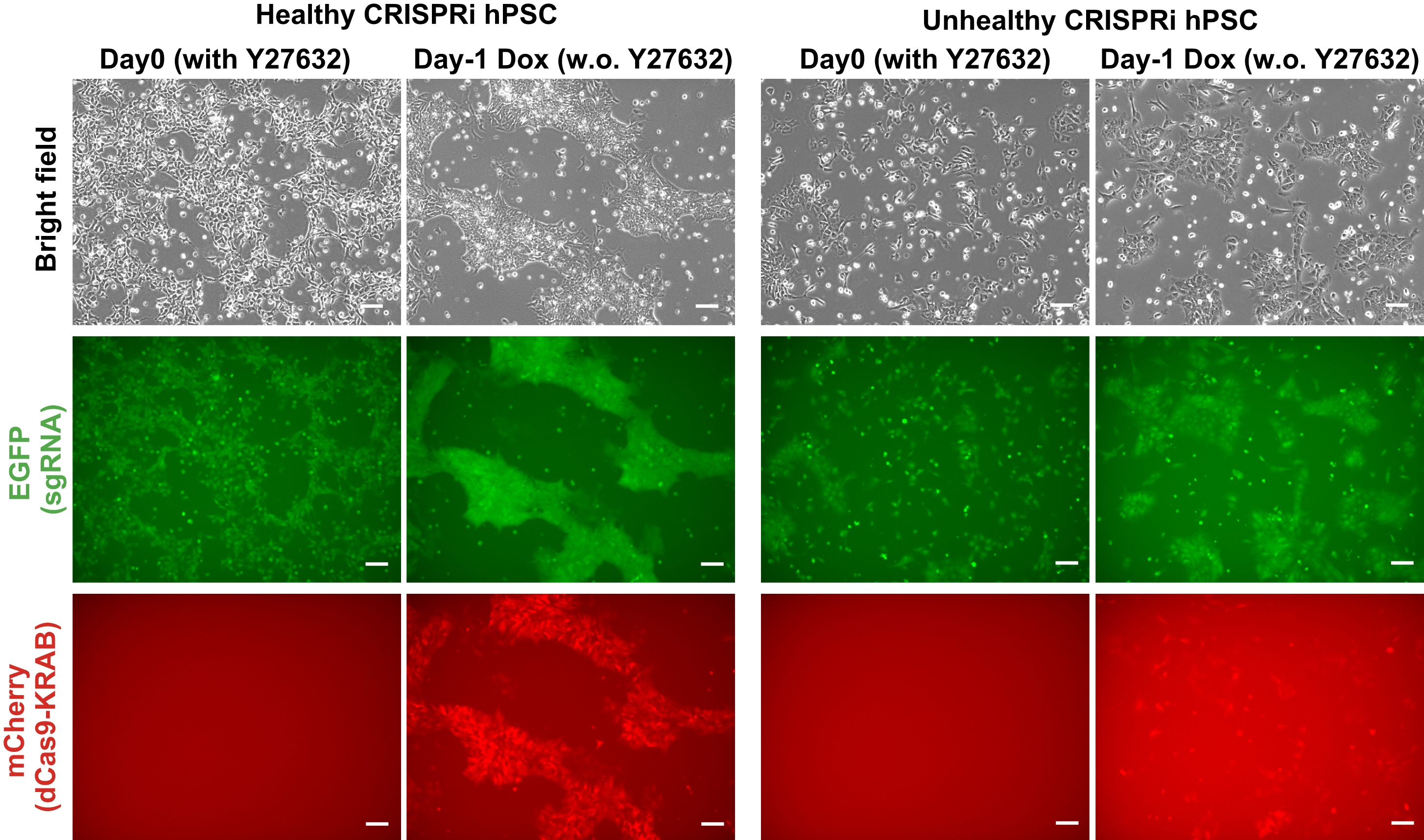 Cell Press: STAR Protocols