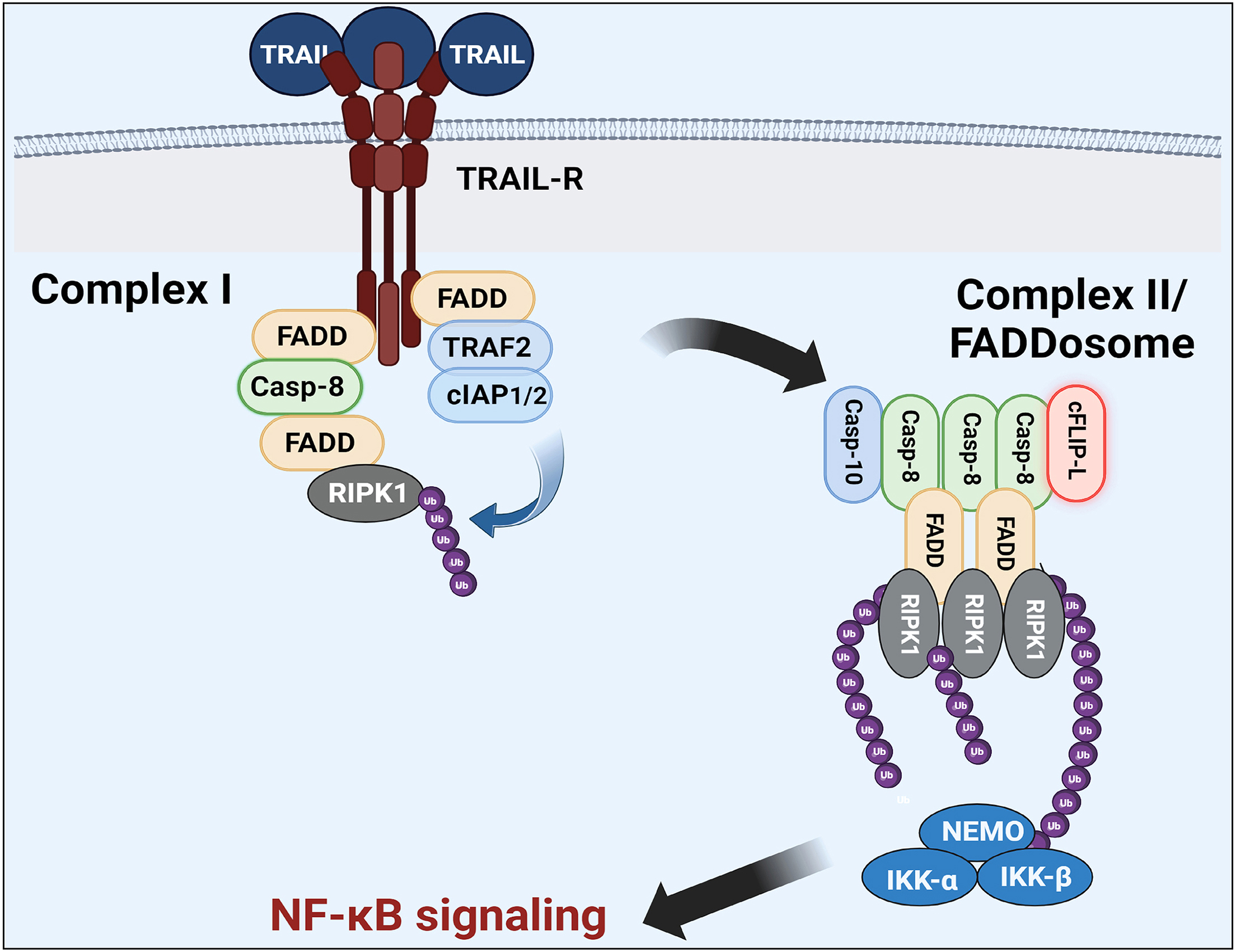 Cell Press: STAR Protocols