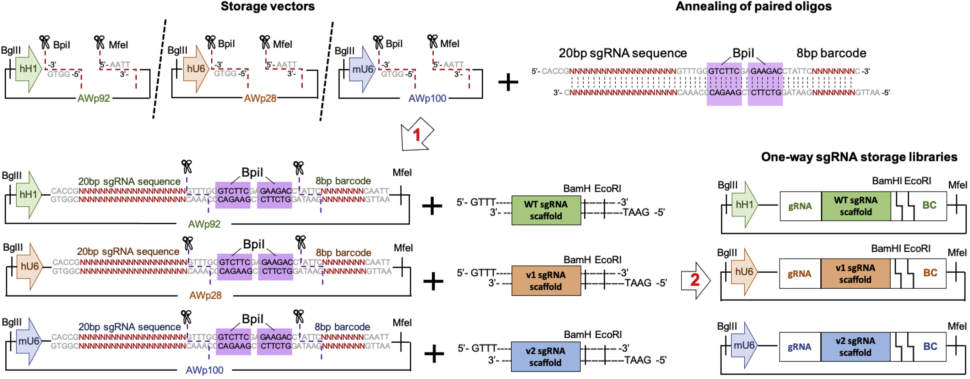 Cell Press: STAR Protocols