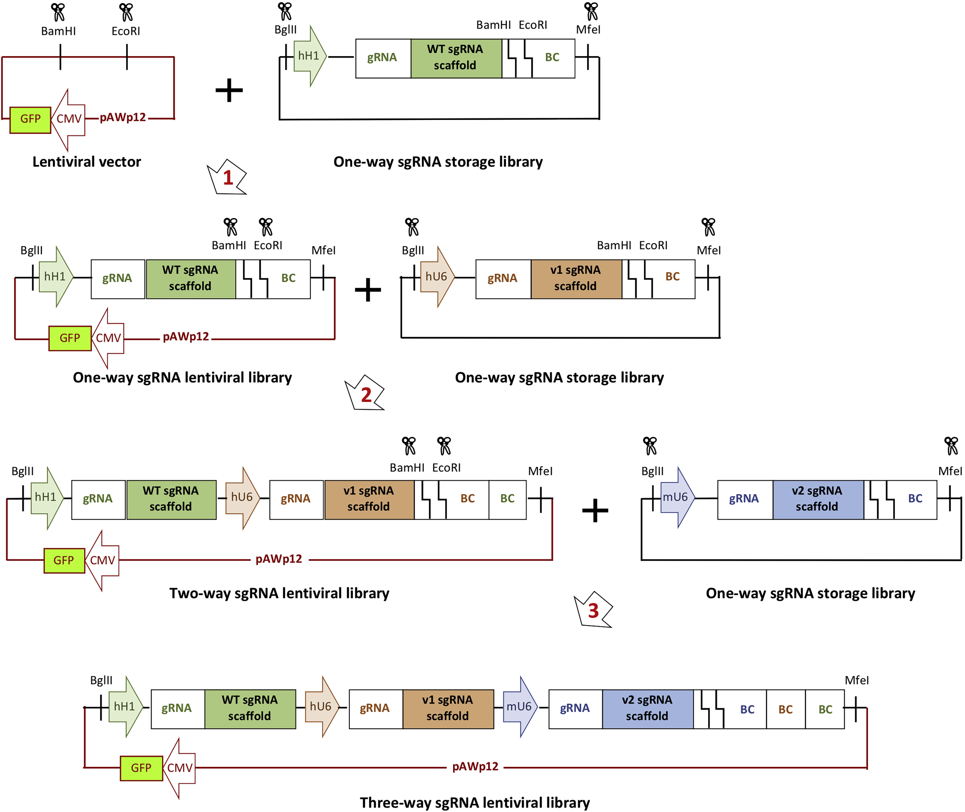 Cell Press: STAR Protocols