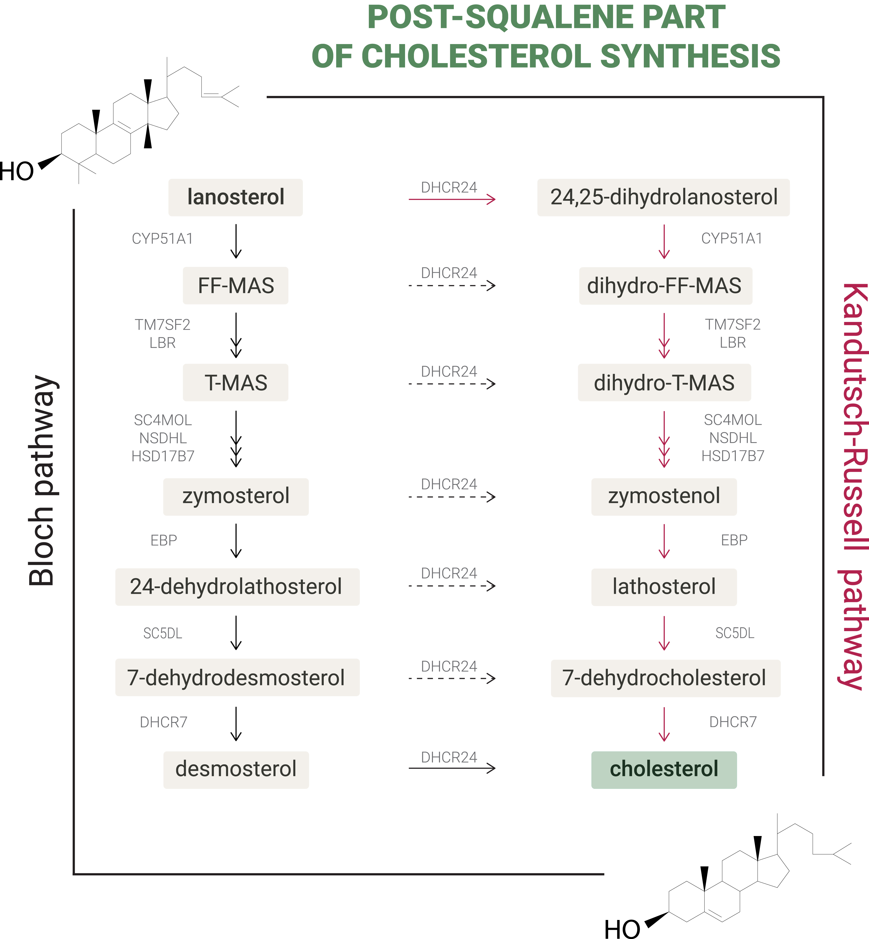 Cell Press: STAR Protocols