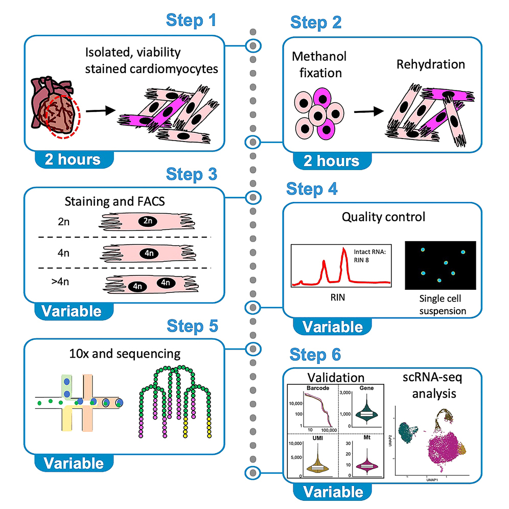 Cell Press: STAR Protocols