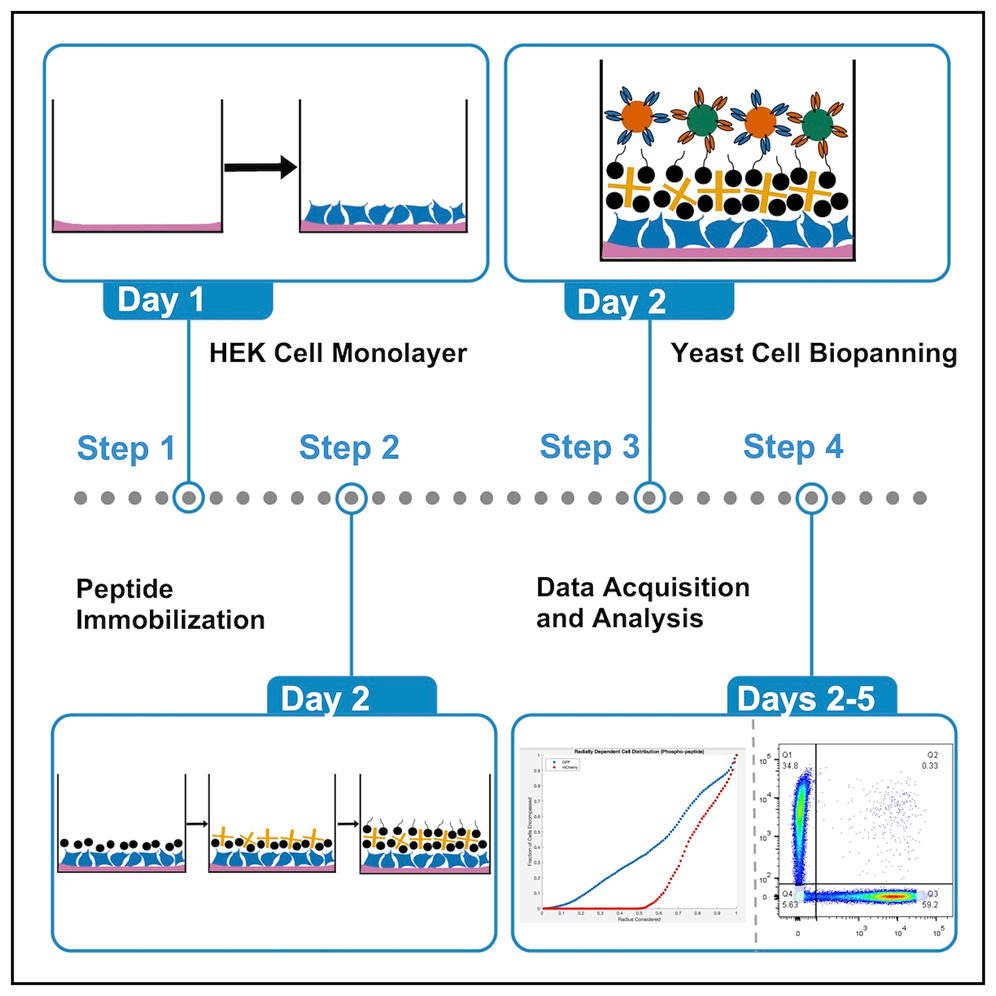 Cell Press: STAR Protocols