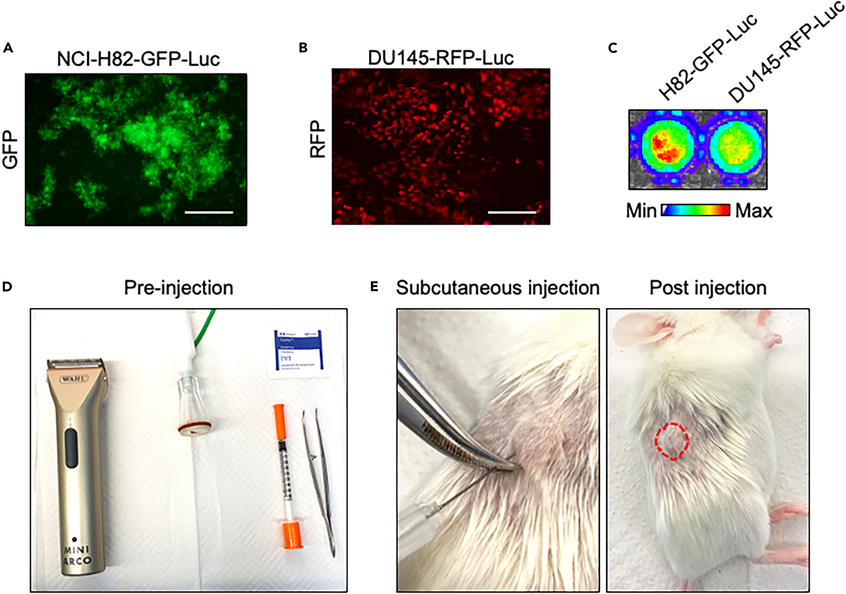 Cell Press: STAR Protocols
