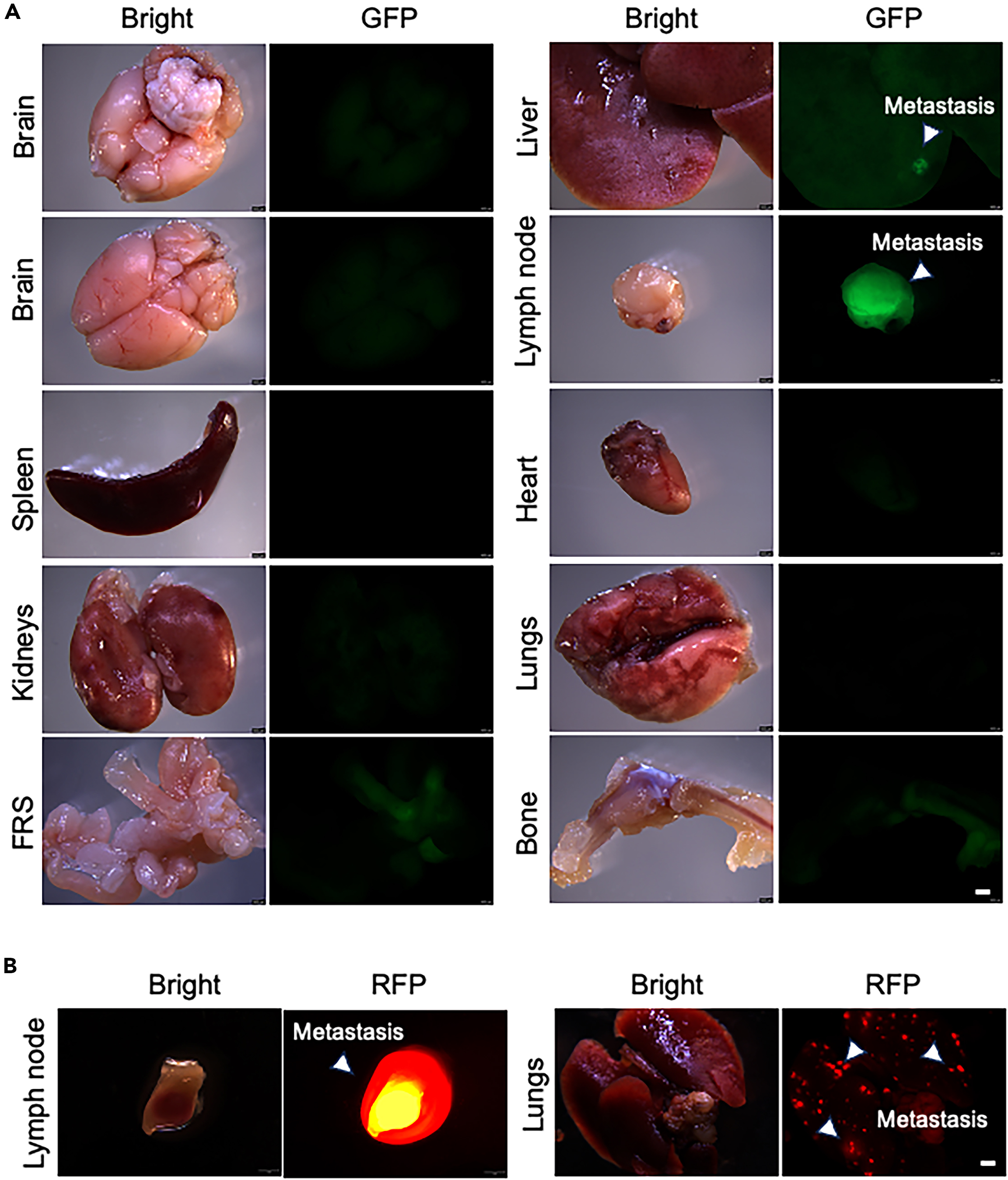 Cell Press: STAR Protocols