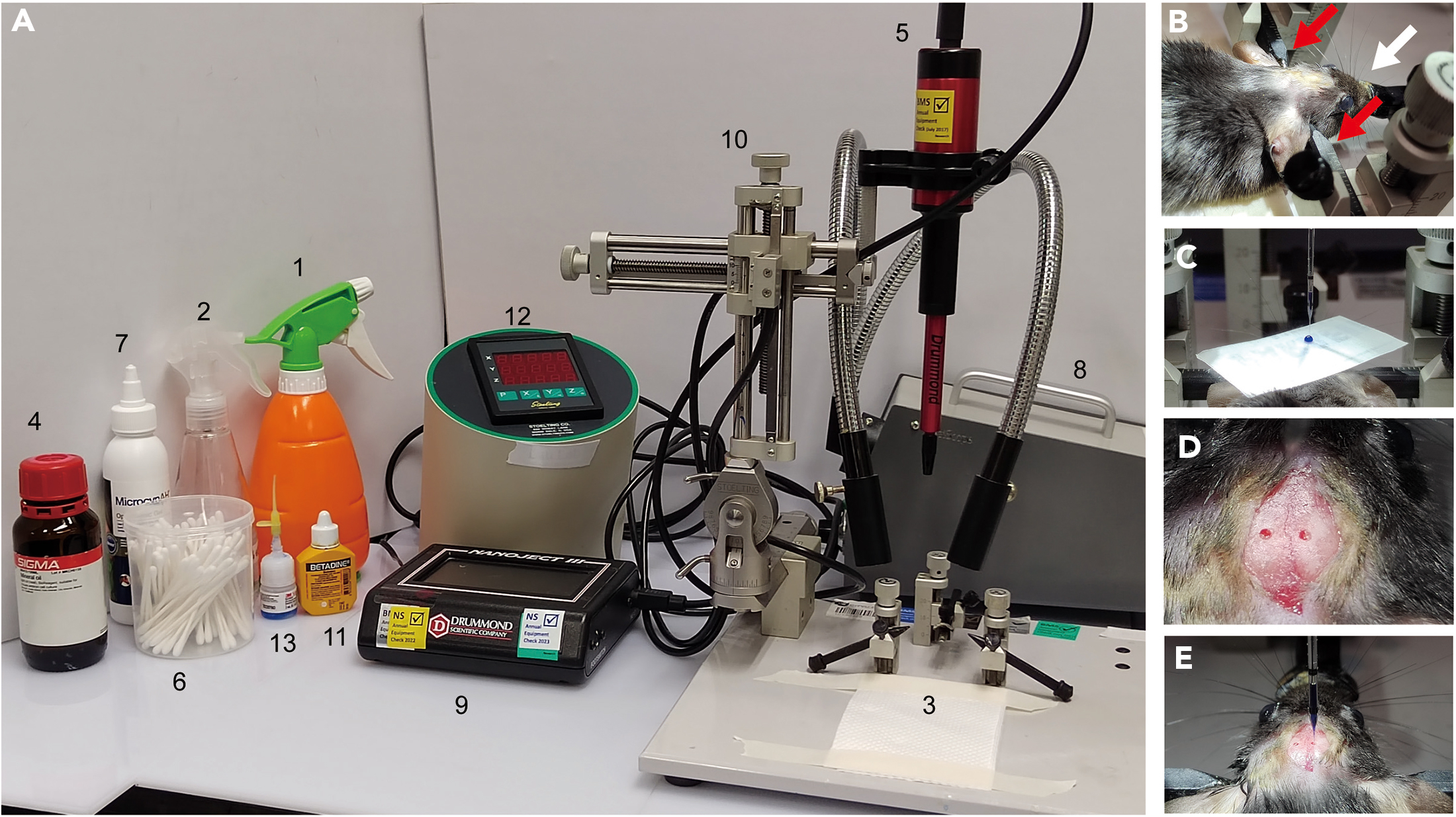 Cell Press: STAR Protocols