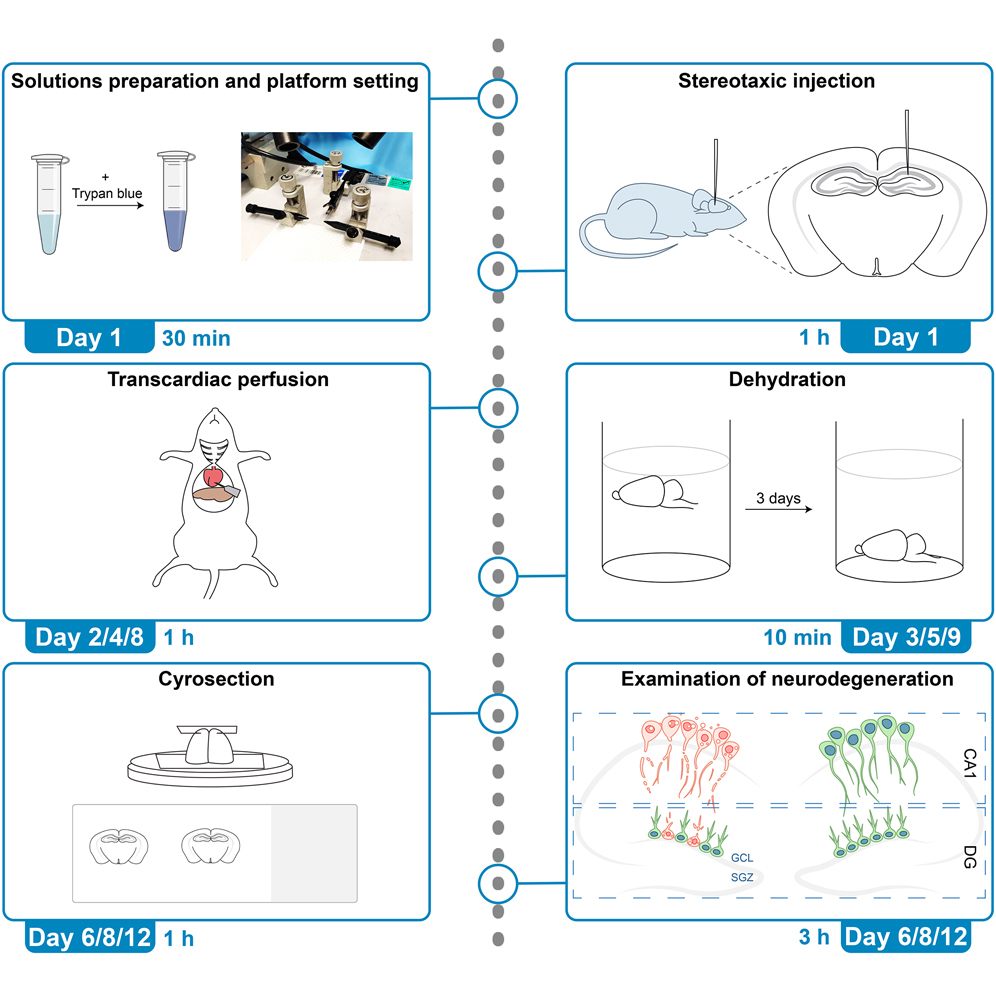 Cell Press: STAR Protocols