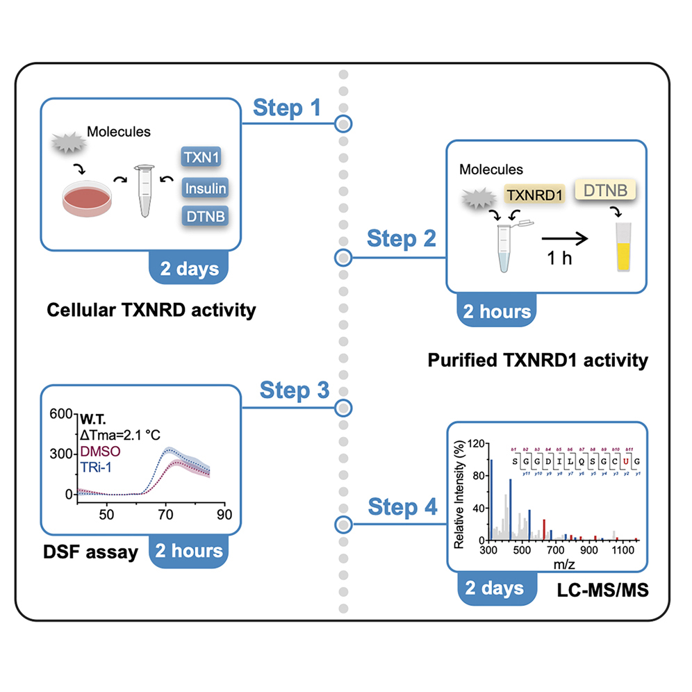 Cell Press: STAR Protocols