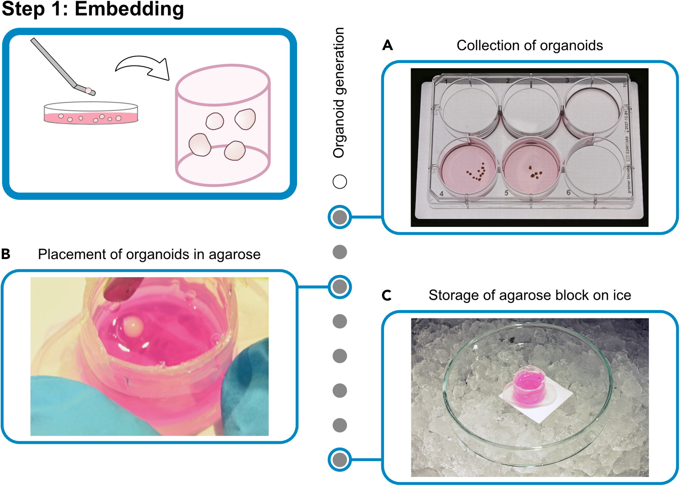 Cell Press: STAR Protocols