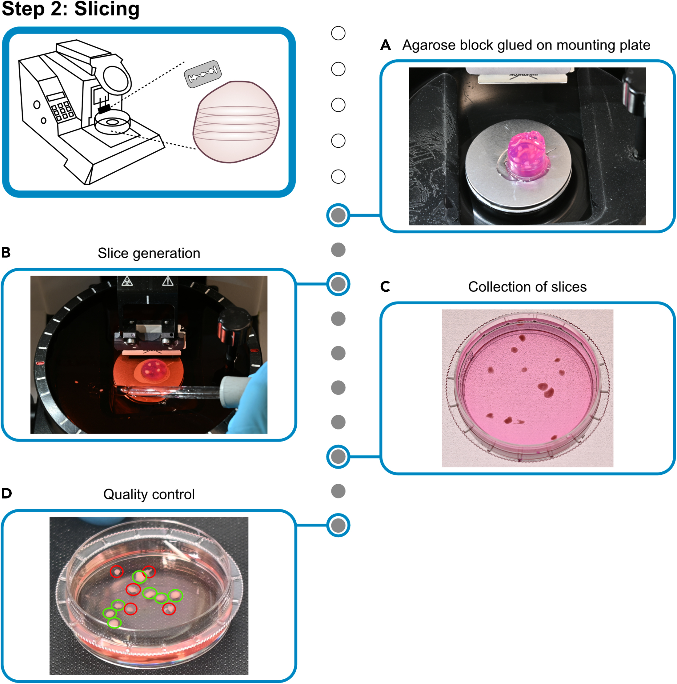 Cell Press: STAR Protocols