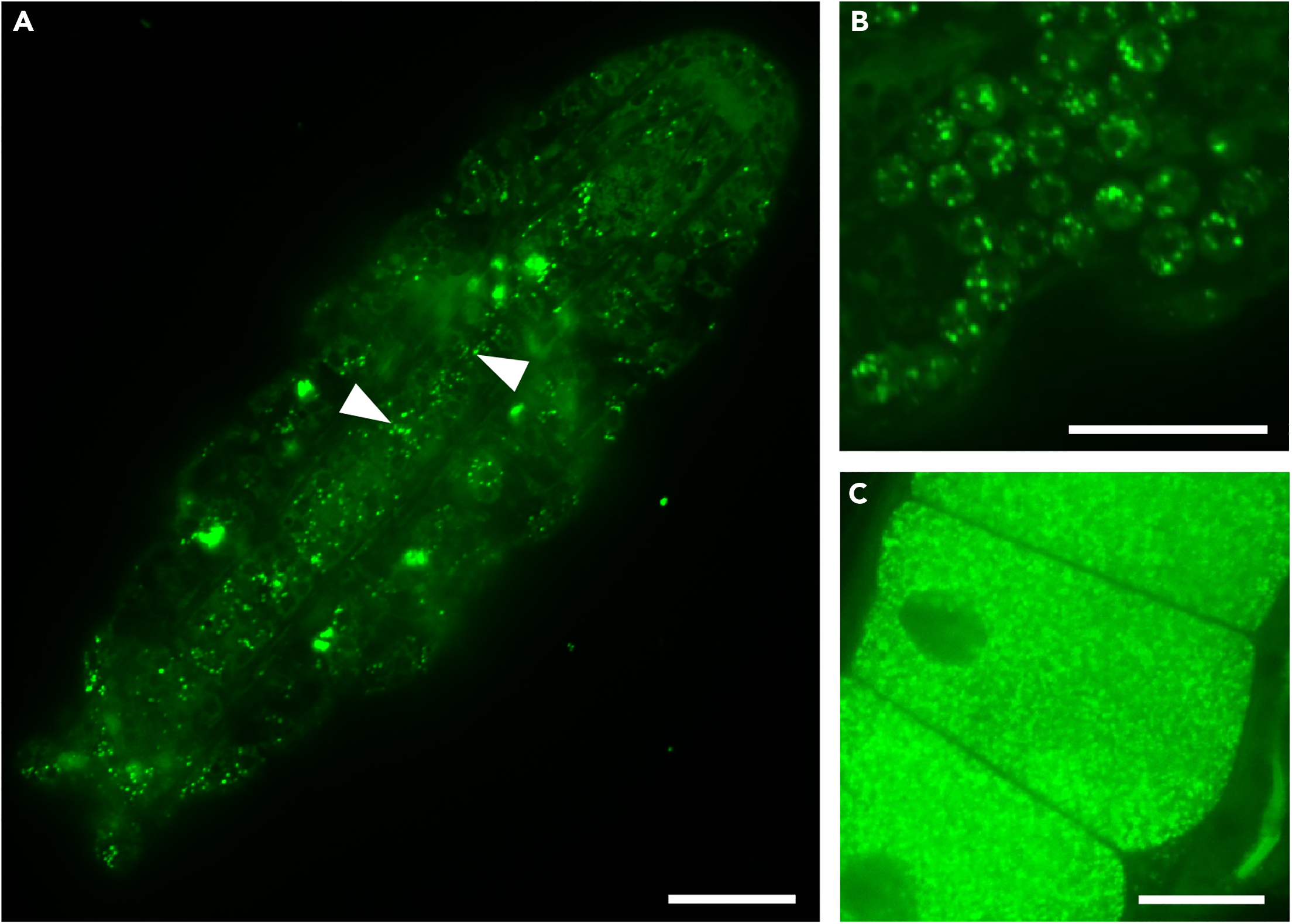 Cell Press: STAR Protocols