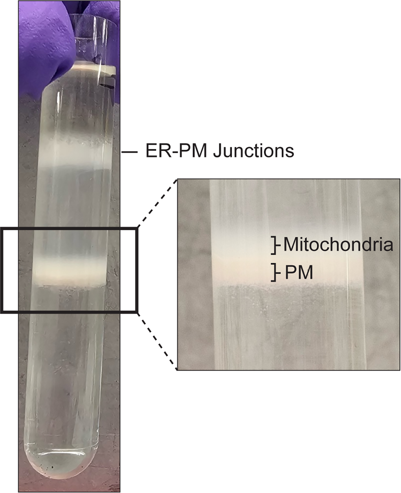 Cell Press: STAR Protocols