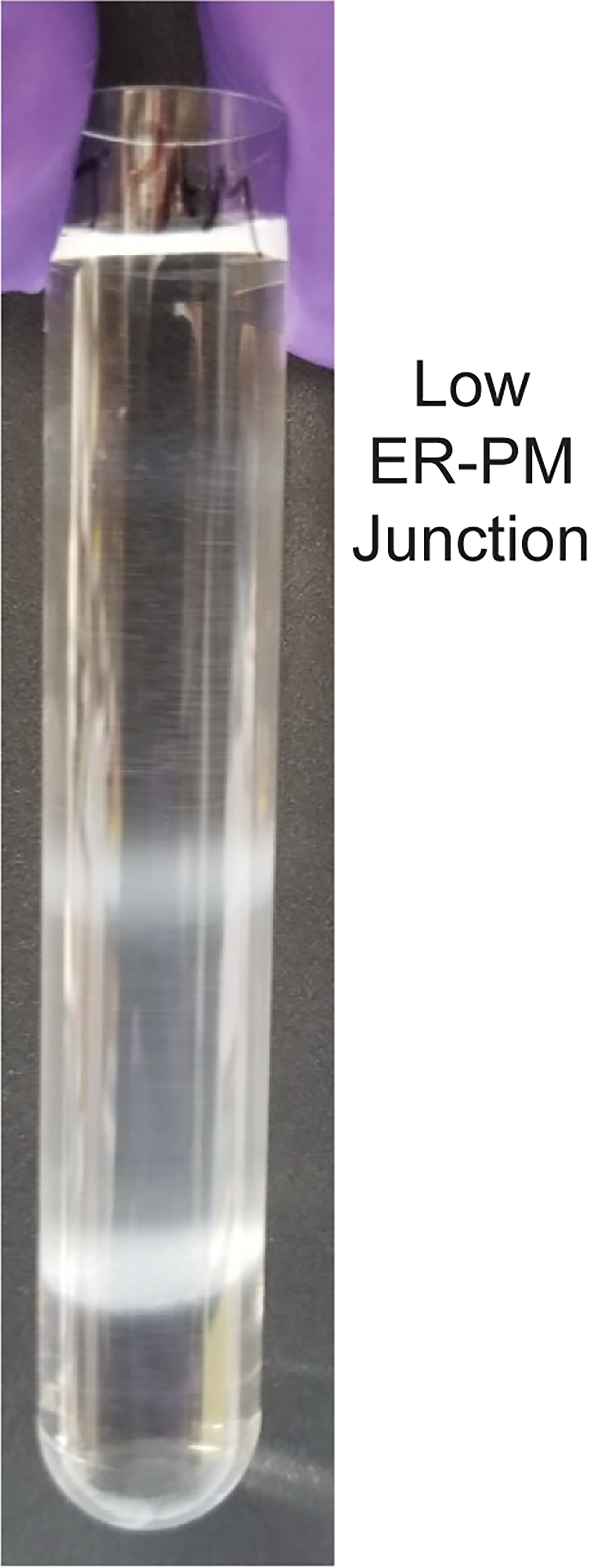 Cell Press: STAR Protocols