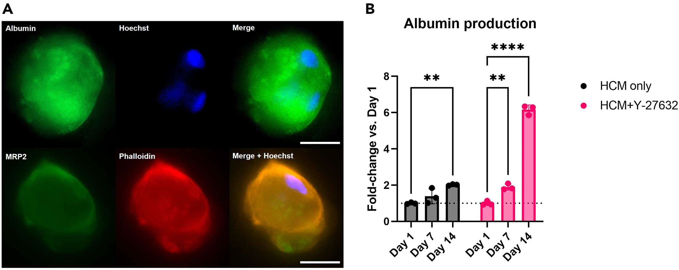 Cell Press Star Protocols