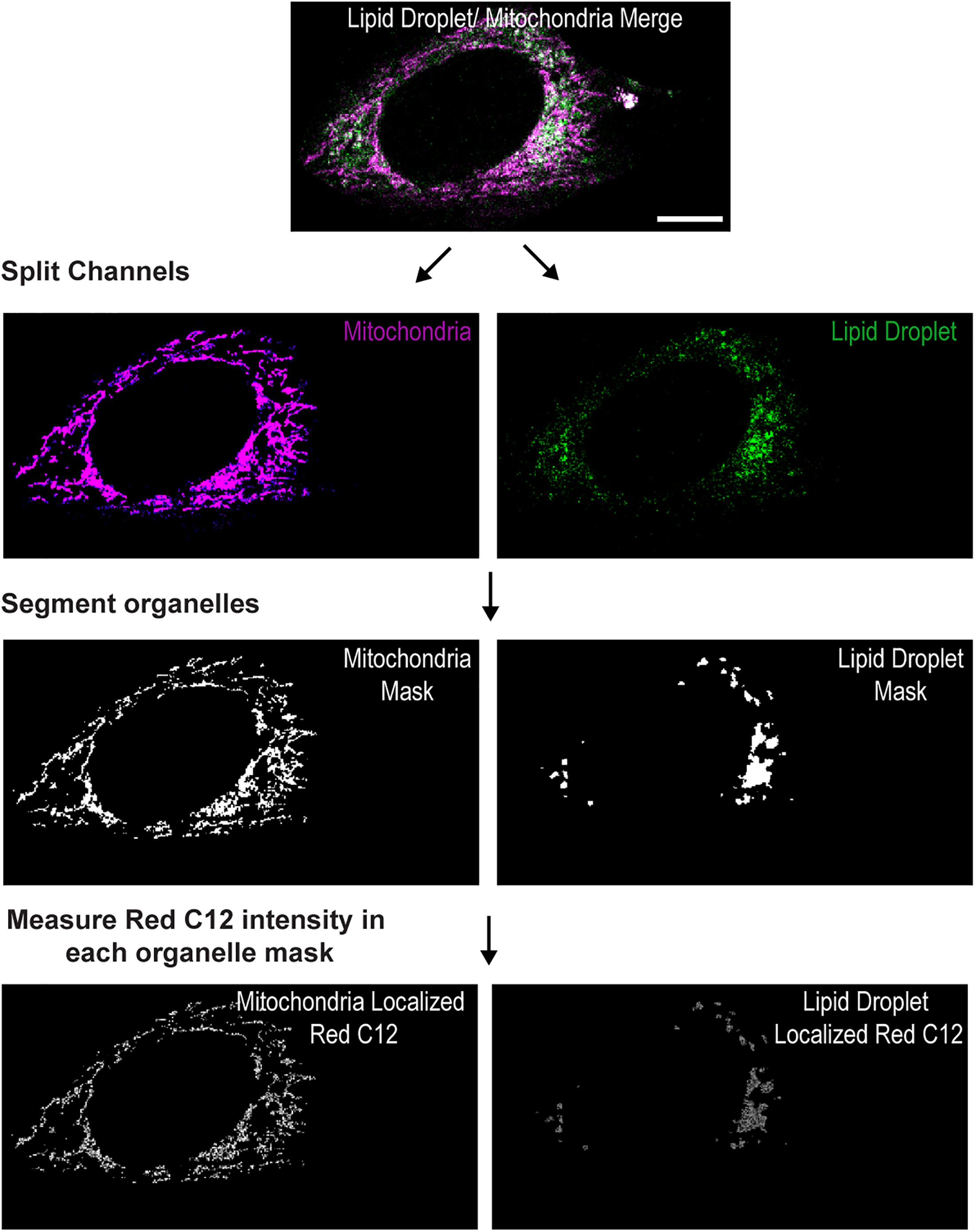 Cell Press: STAR Protocols