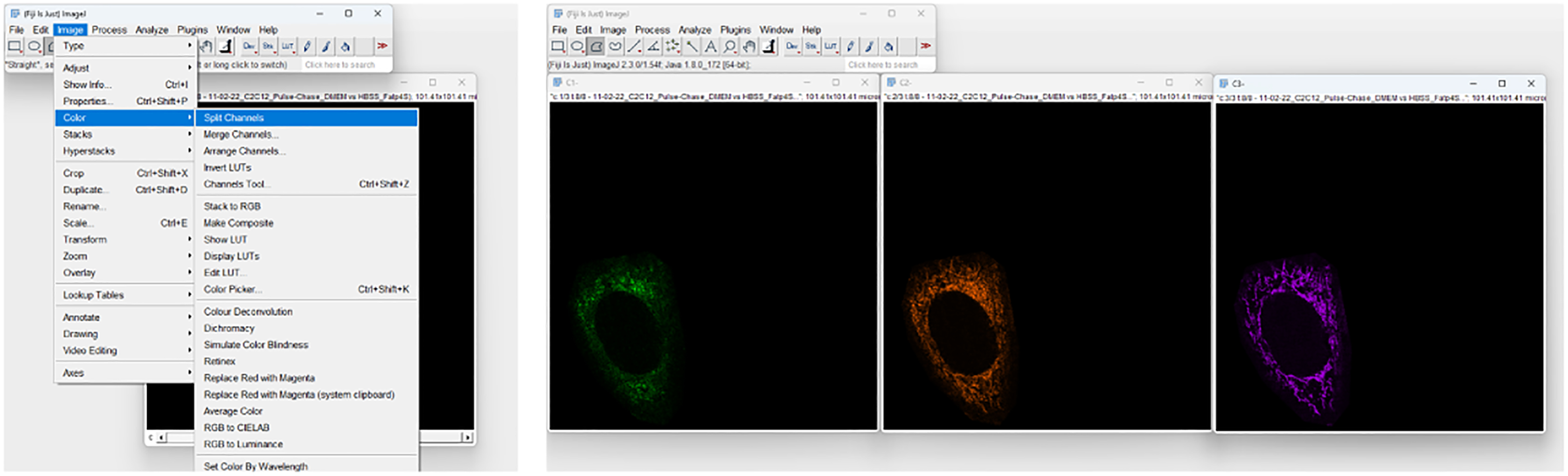 Cell Press: STAR Protocols