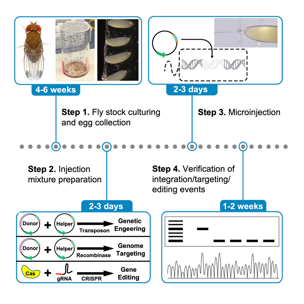 Cell Press: STAR Protocols