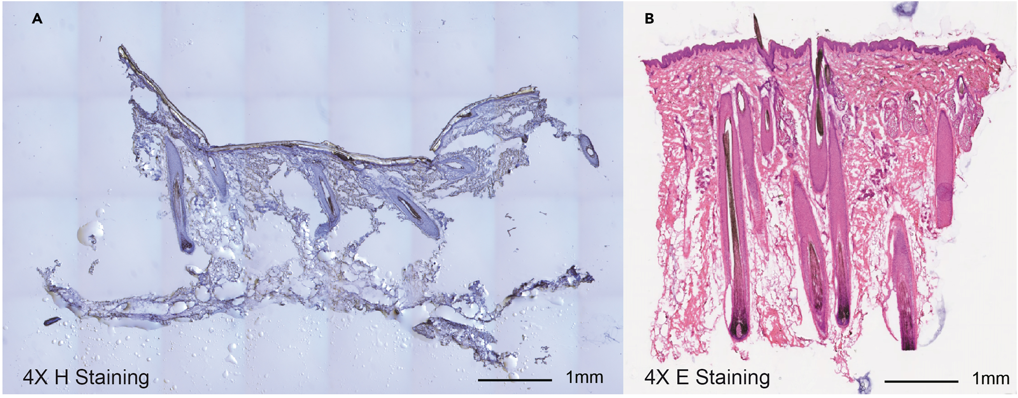 Cell Press: STAR Protocols