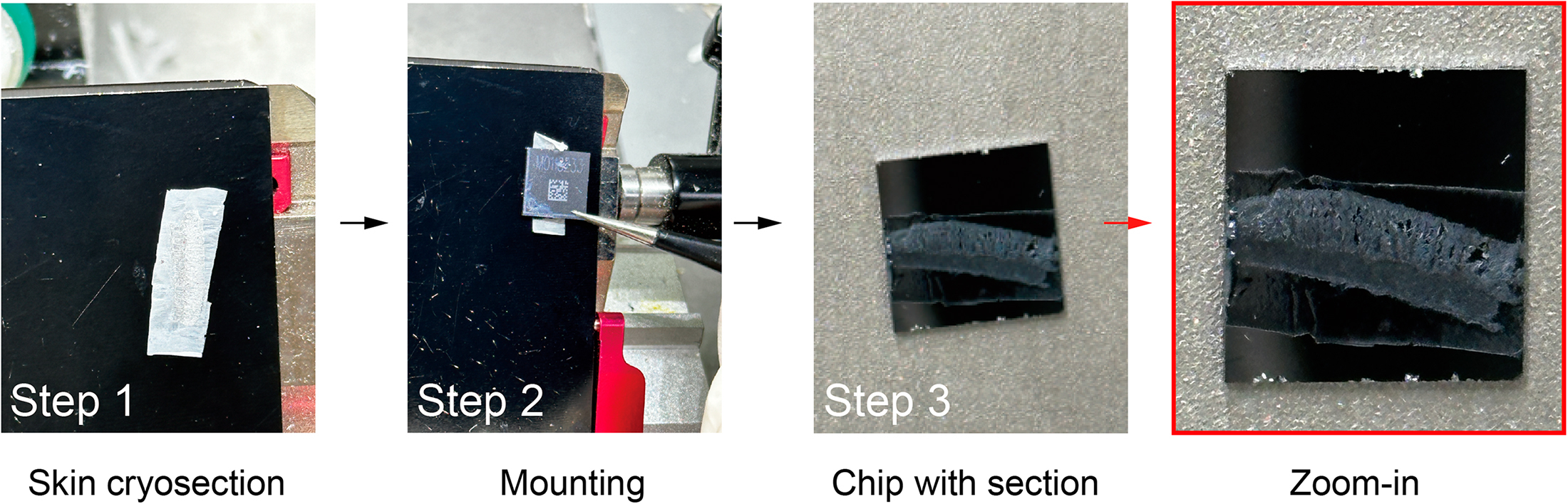 Cell Press: STAR Protocols
