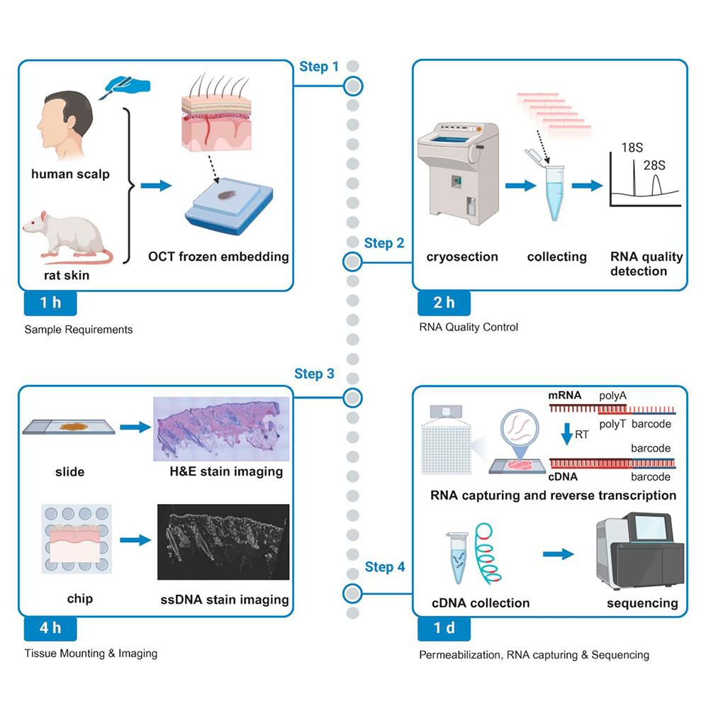 Cell Press: STAR Protocols
