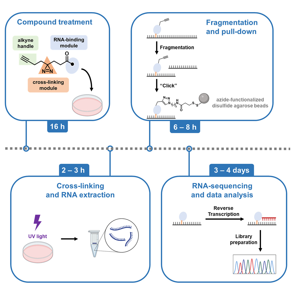 Cell Press: STAR Protocols