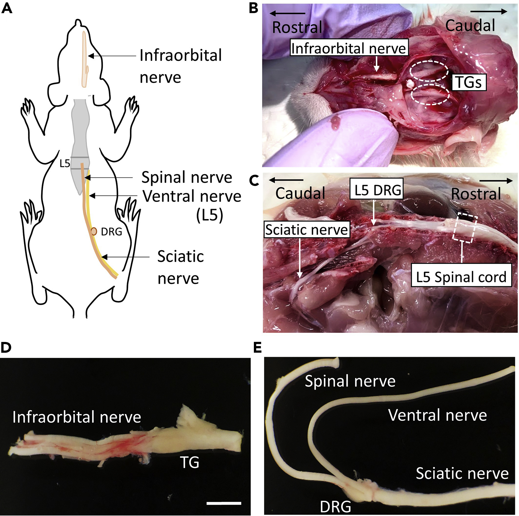 Cell Press: STAR Protocols