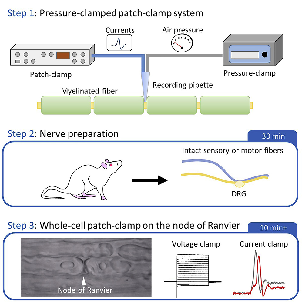 Cell Press: STAR Protocols