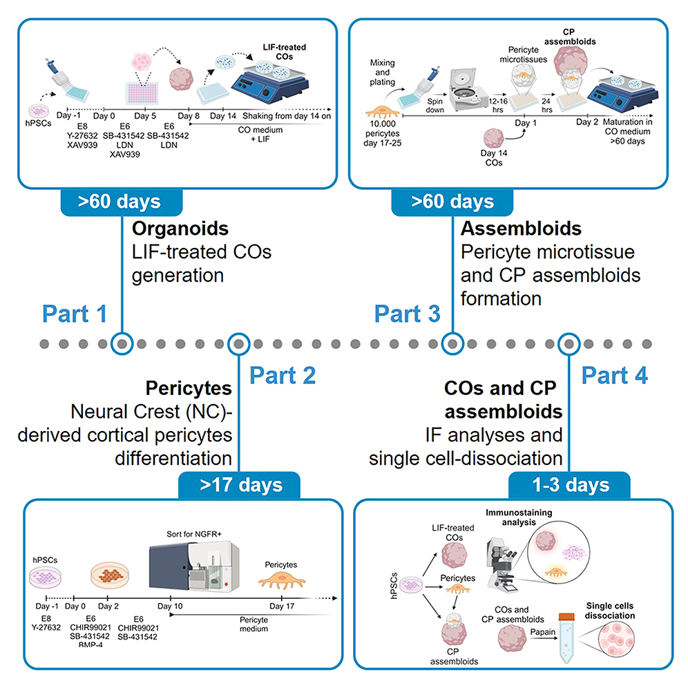 Cell Press: STAR Protocols