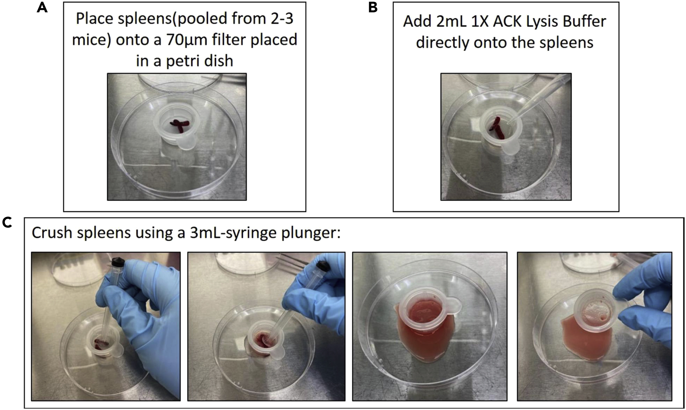 Cell Press: STAR Protocols