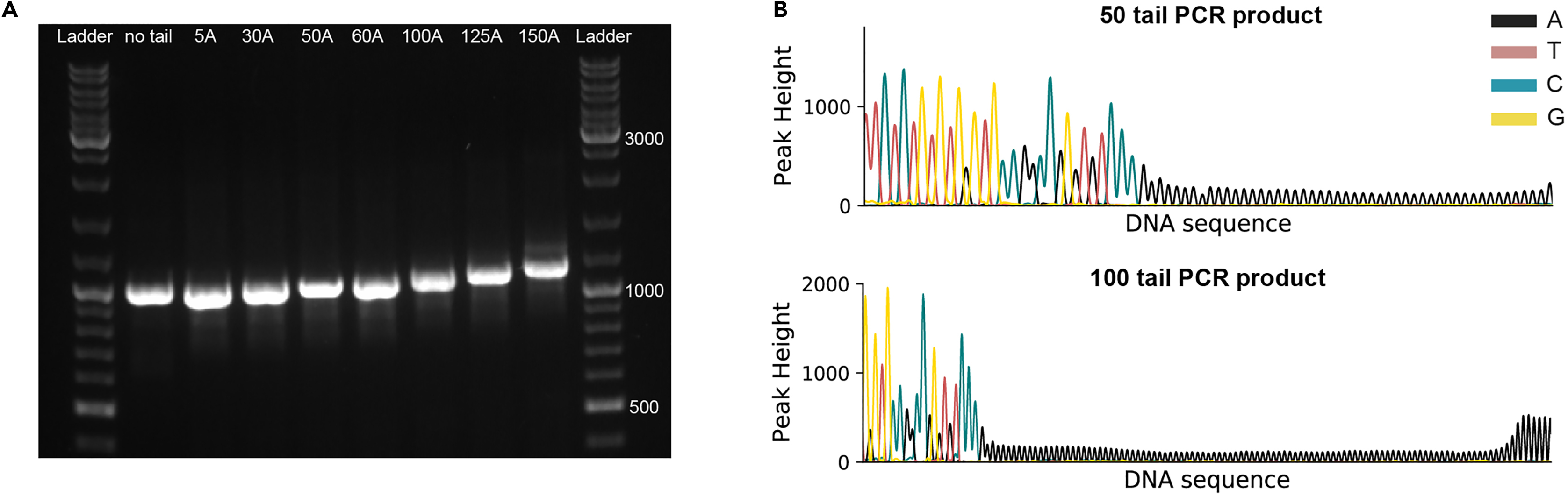 Cell Press: STAR Protocols