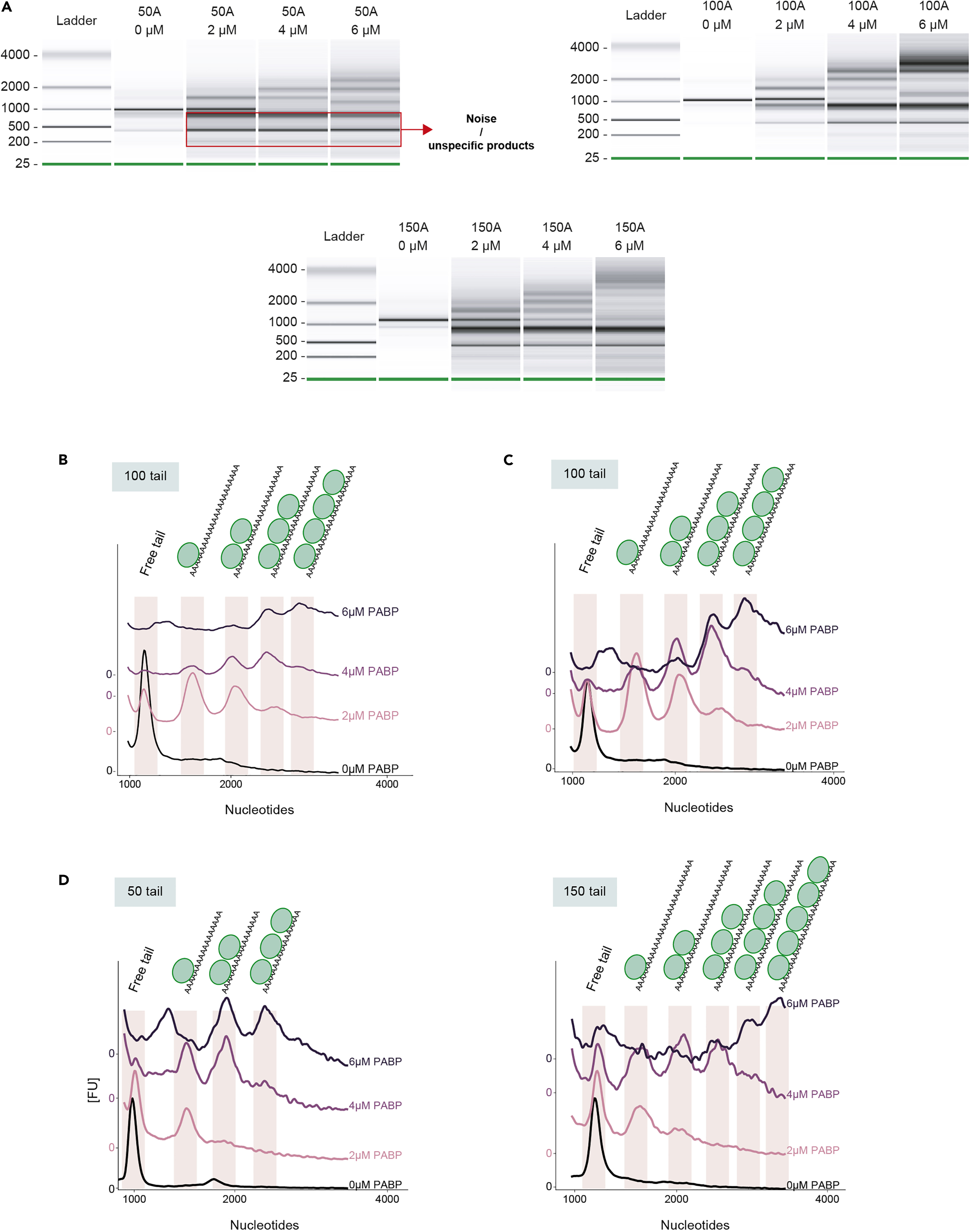 Cell Press: STAR Protocols