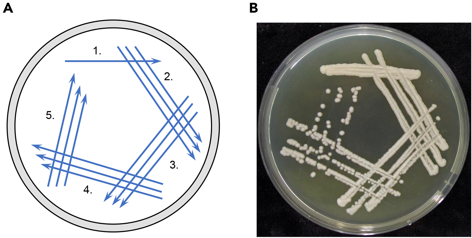 Cell Press: STAR Protocols