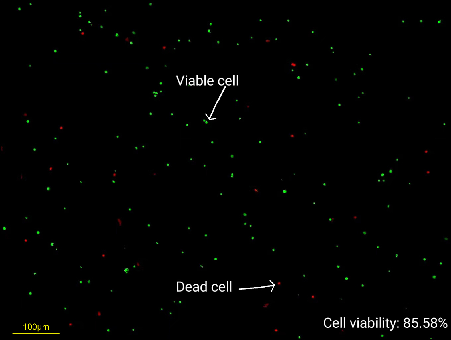 Cell Press: STAR Protocols