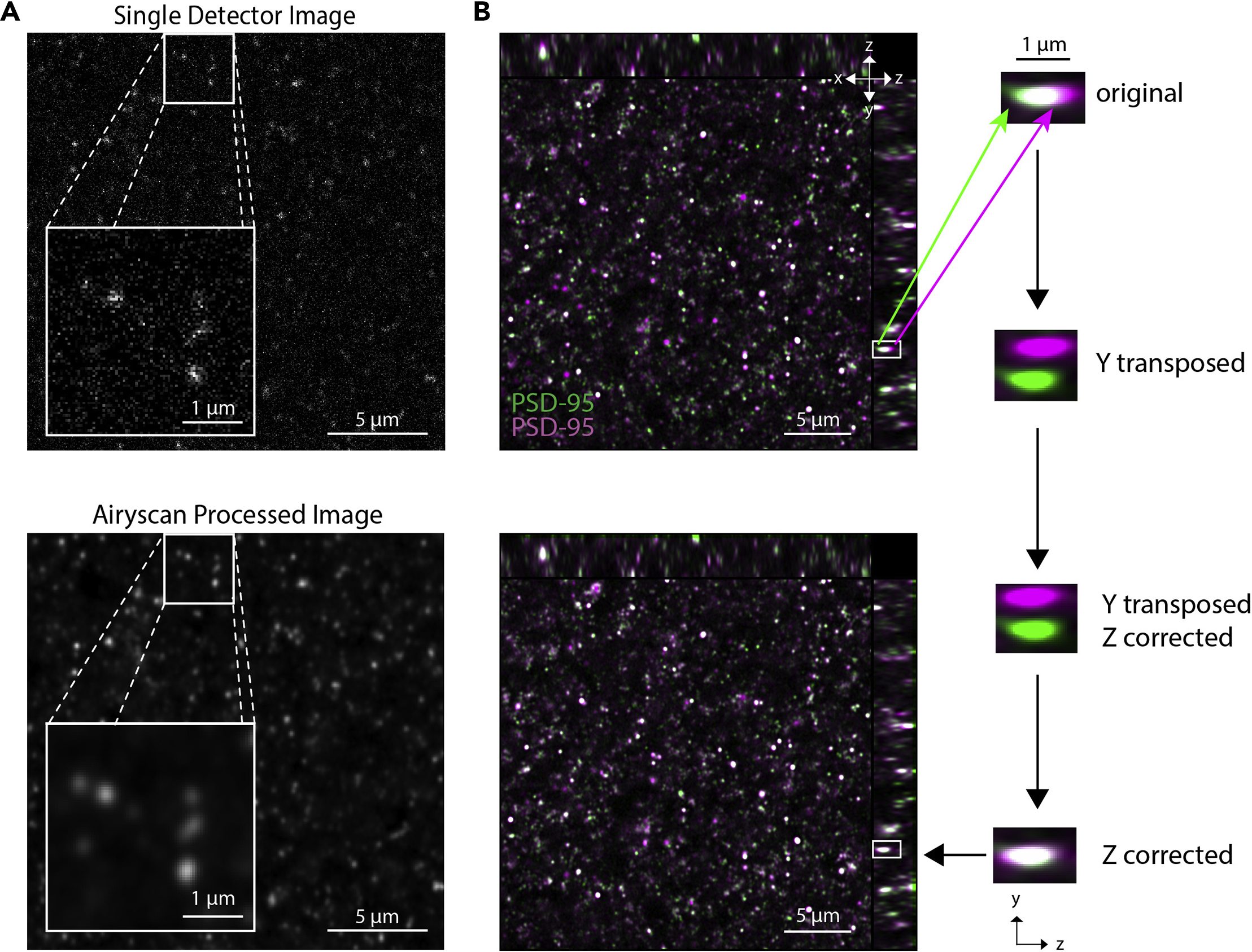 Cell Press: STAR Protocols
