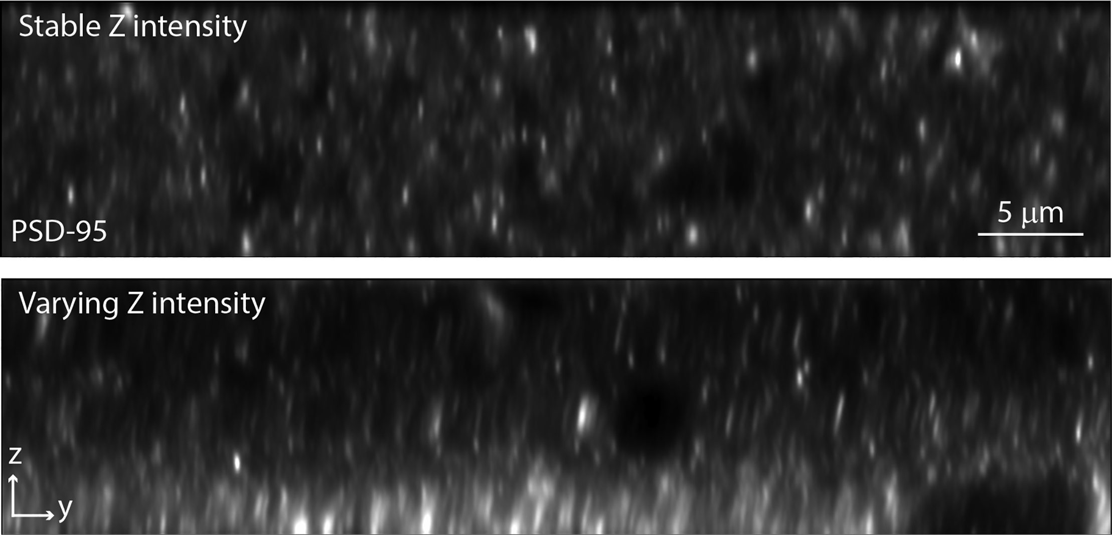 Cell Press: STAR Protocols