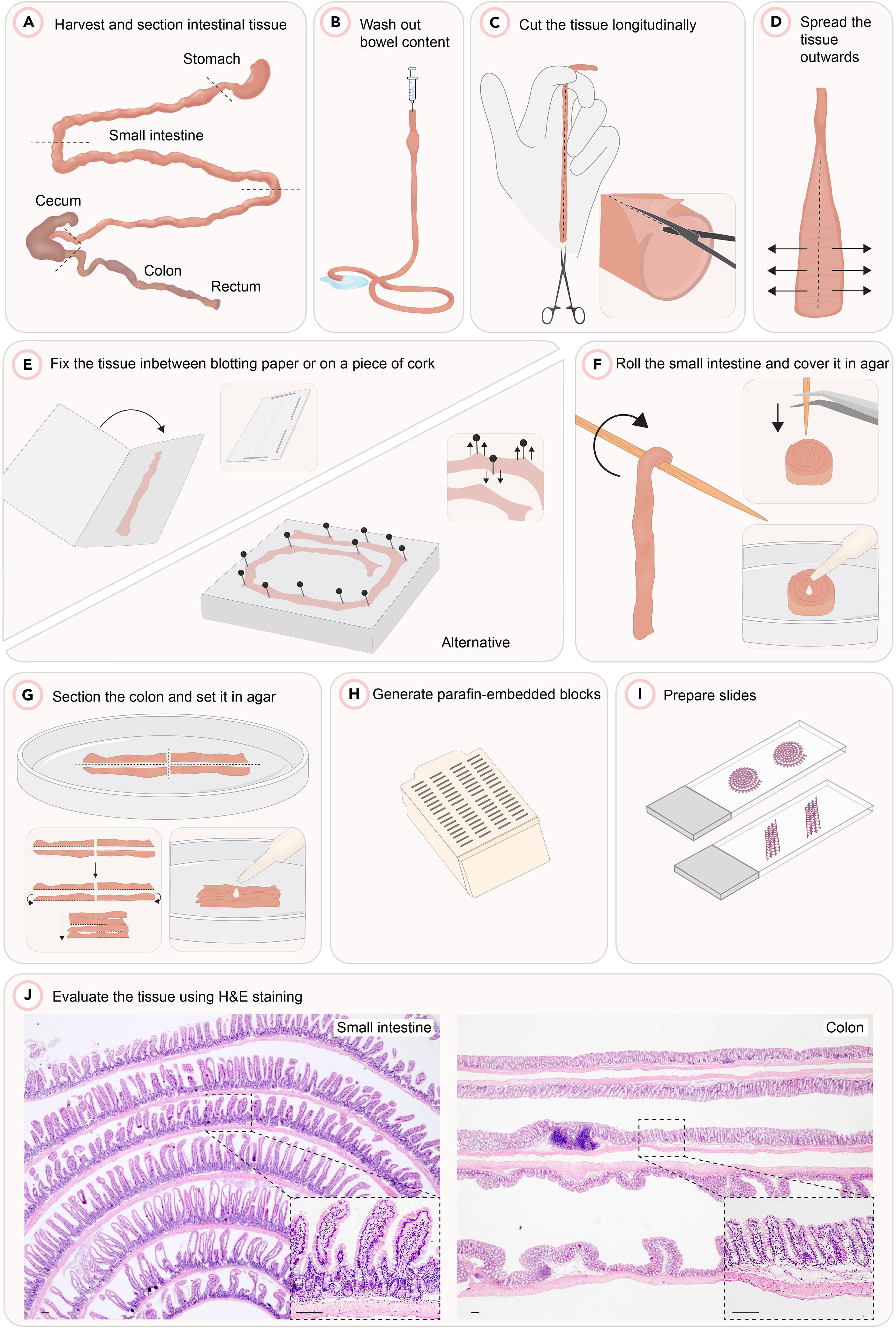 Cell Press: STAR Protocols