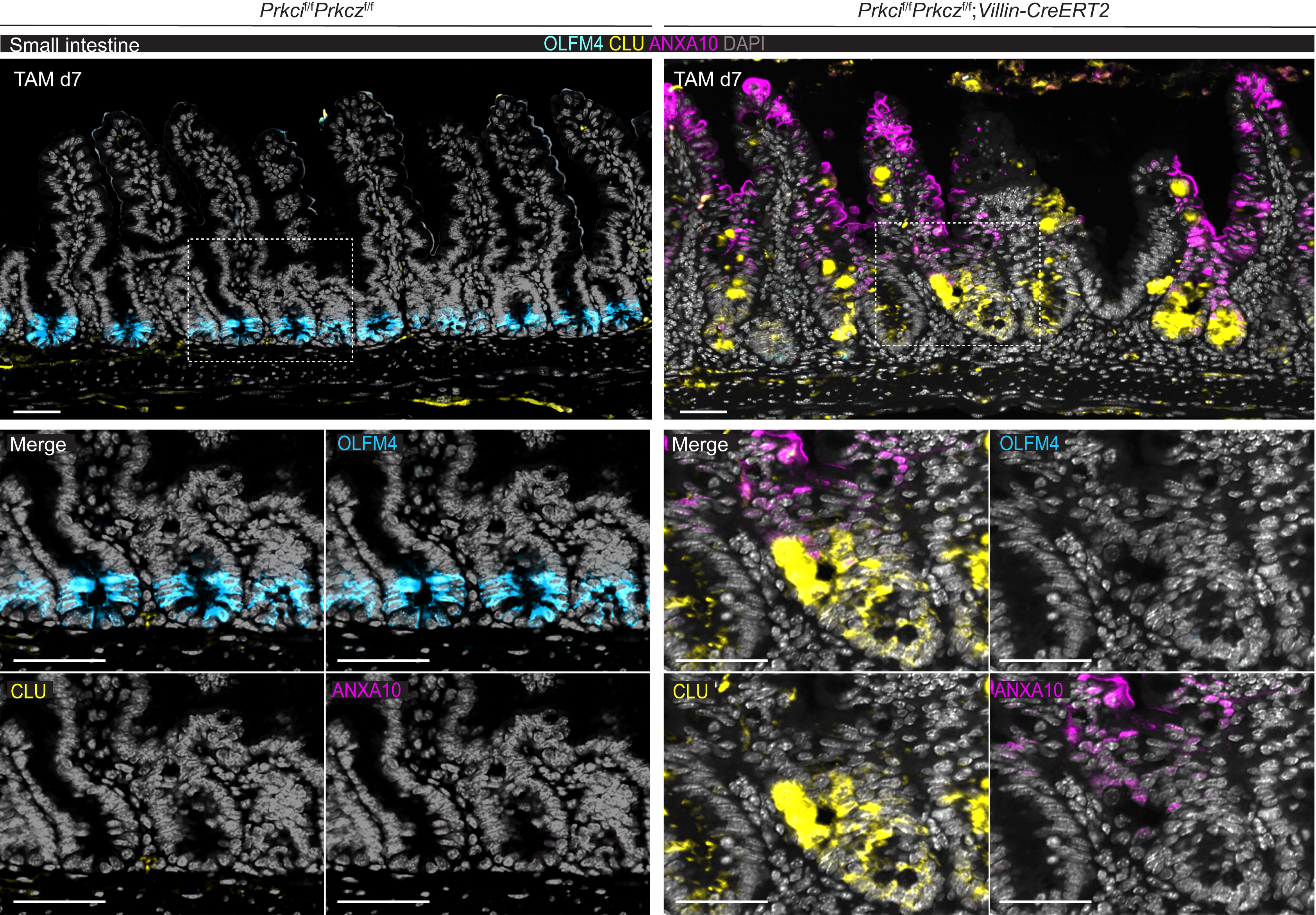 Cell Press: STAR Protocols