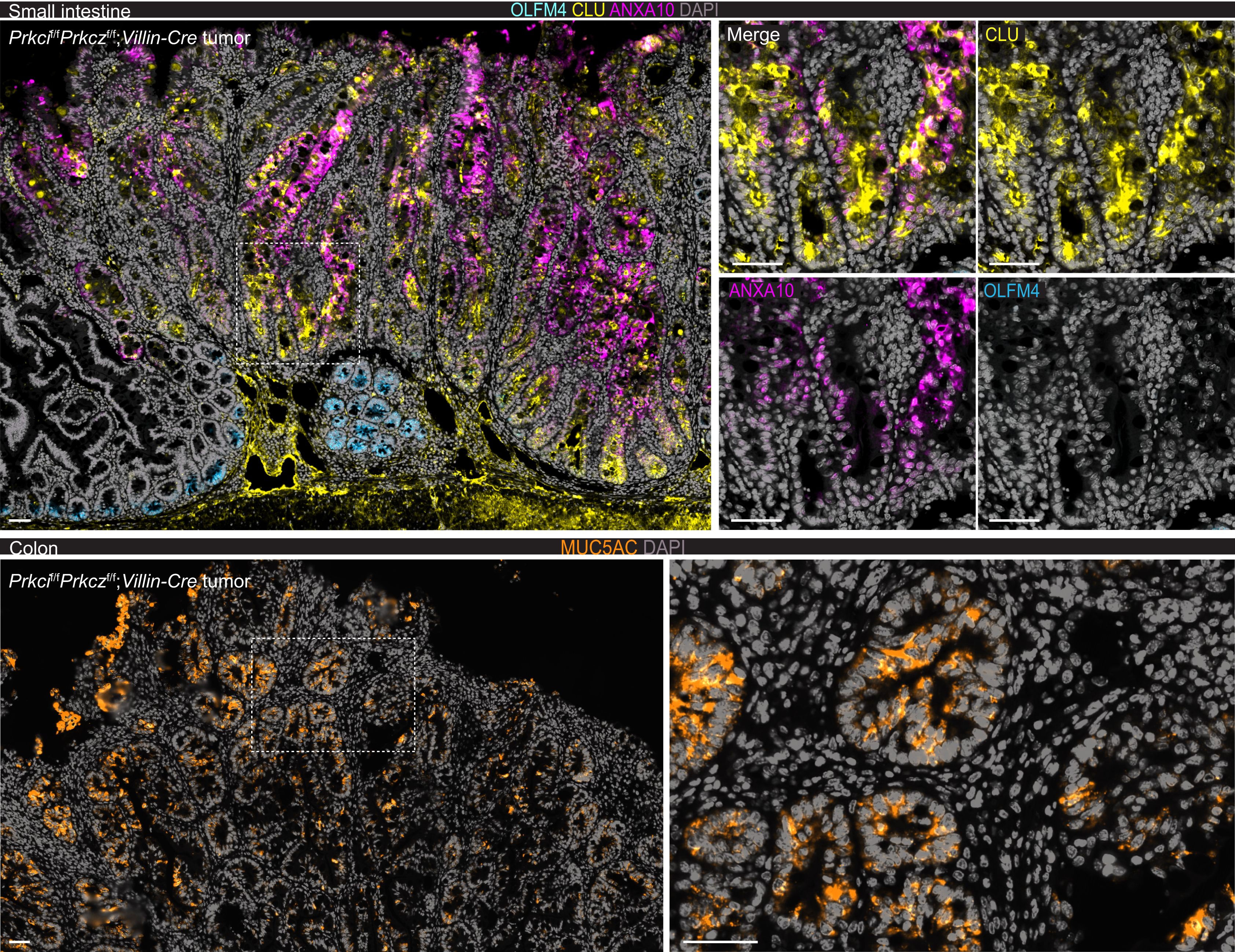 Cell Press: STAR Protocols
