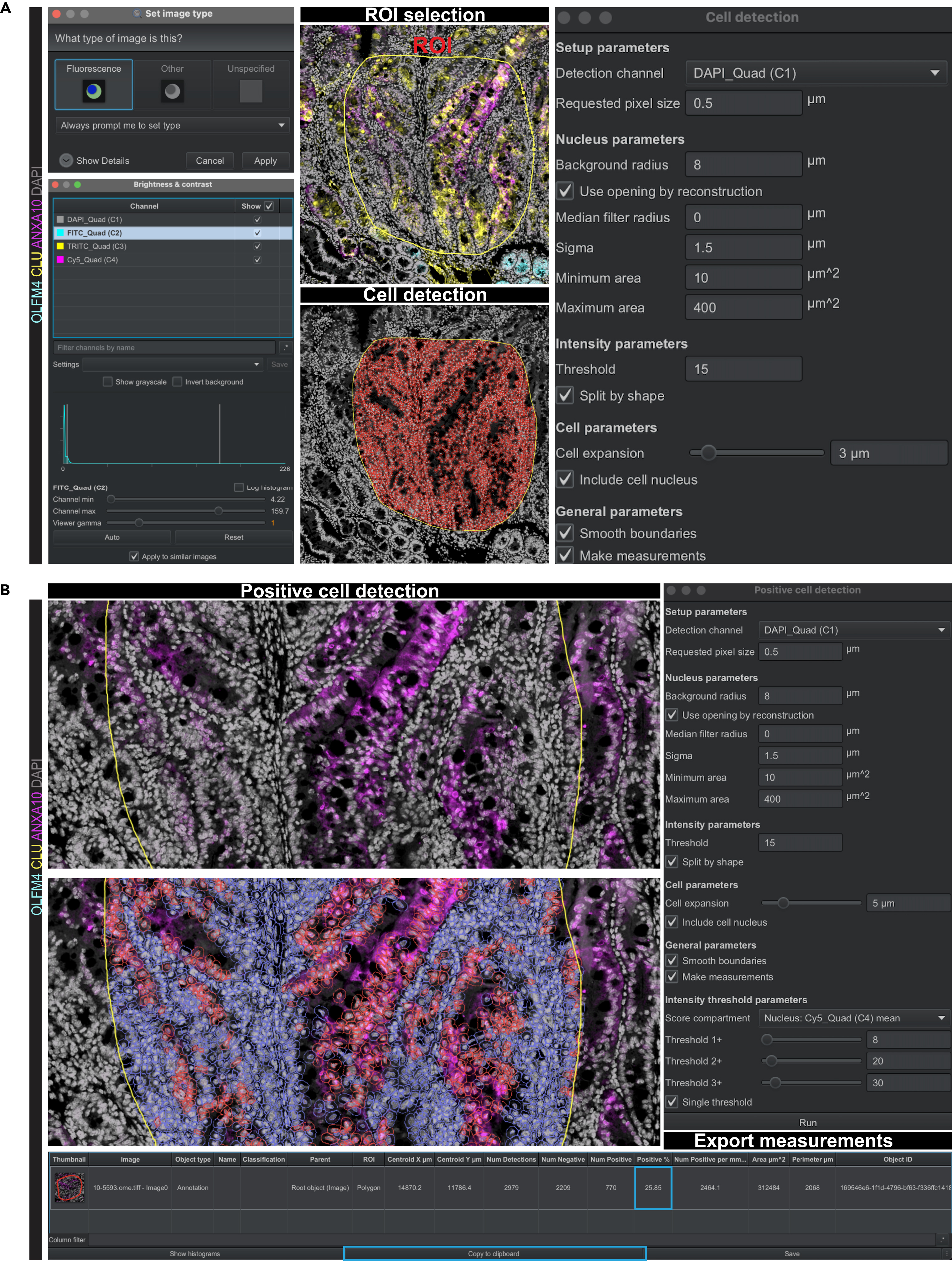 Cell Press: STAR Protocols