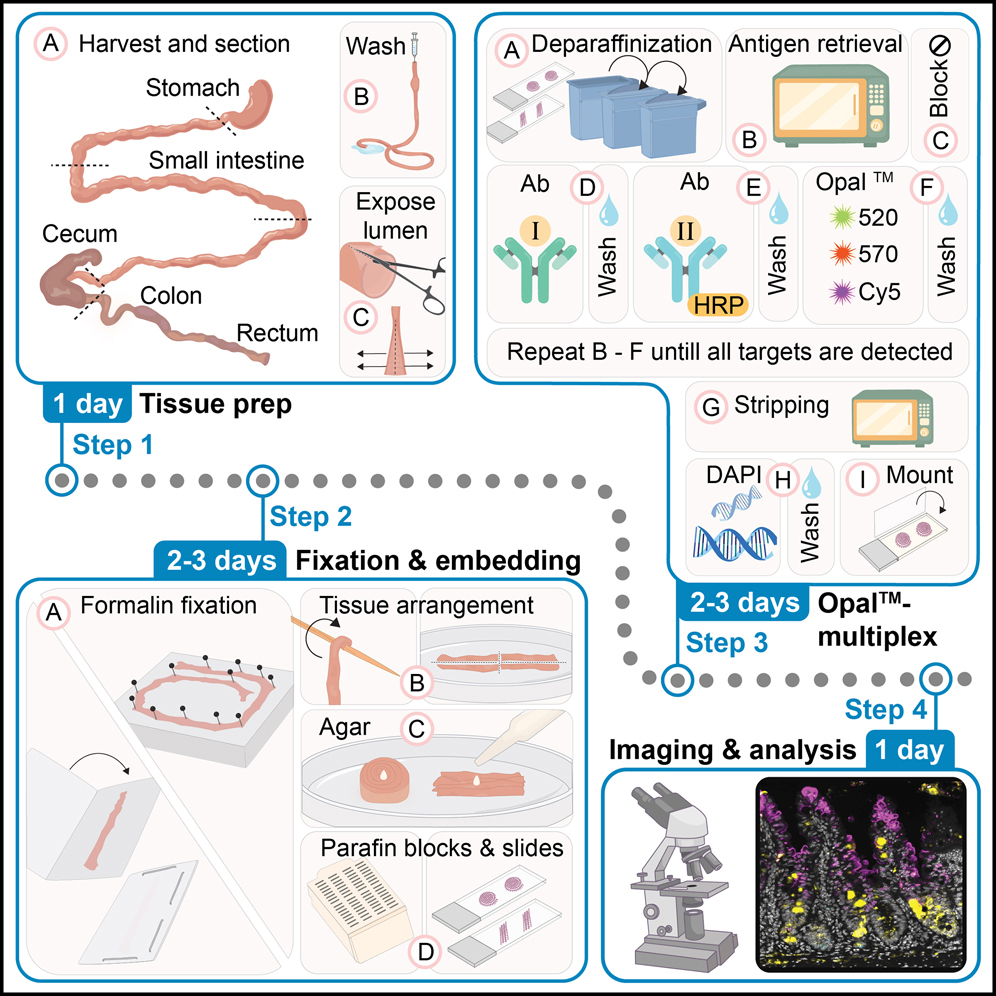 Cell Press: STAR Protocols